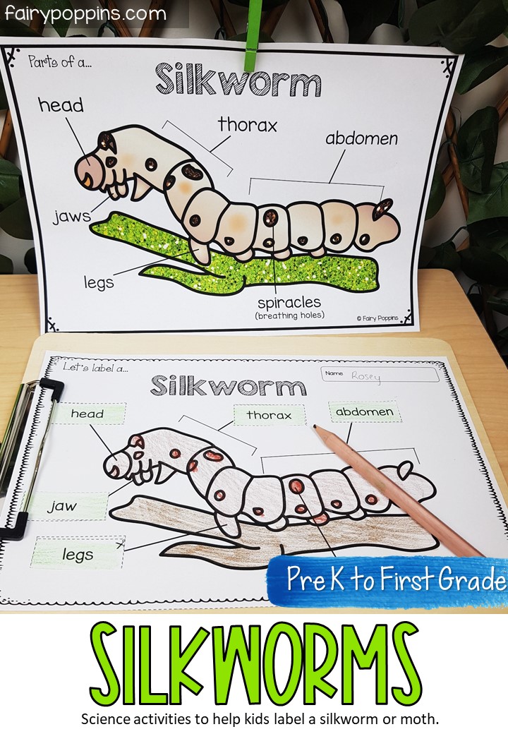 Silkworms - Life Cycle Activities - Fairy Poppins