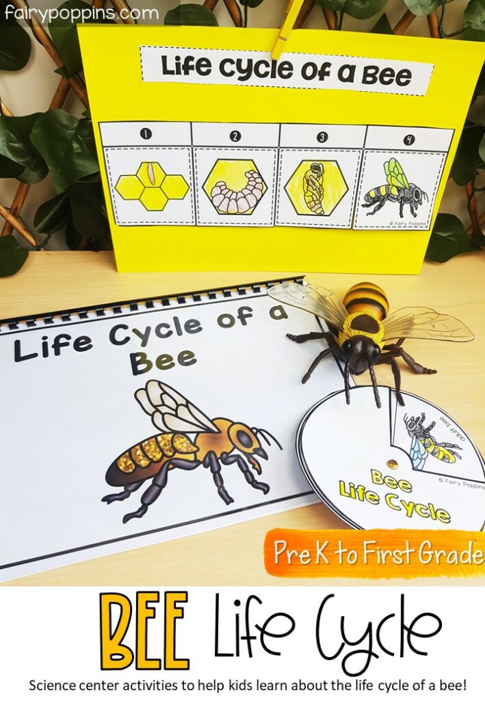 Bee Life Cycle Activities - Fairy Poppins