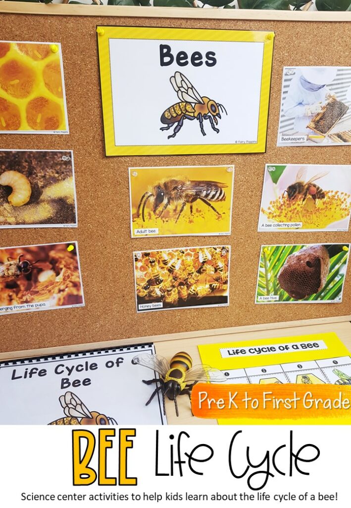 Bee Life Cycle Activities - Fairy Poppins