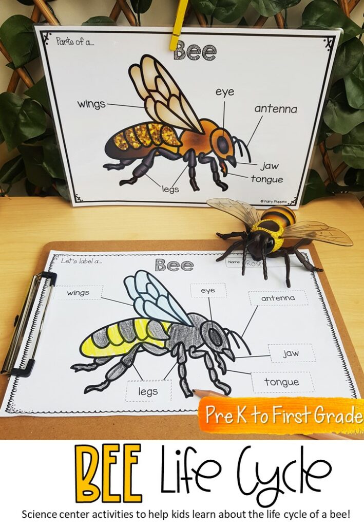 Bee Life Cycle Activities - Fairy Poppins