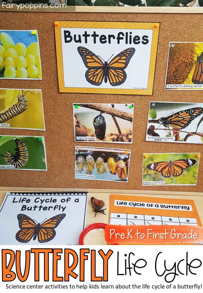 Butterfly Life Cycle Activities - Fairy Poppins