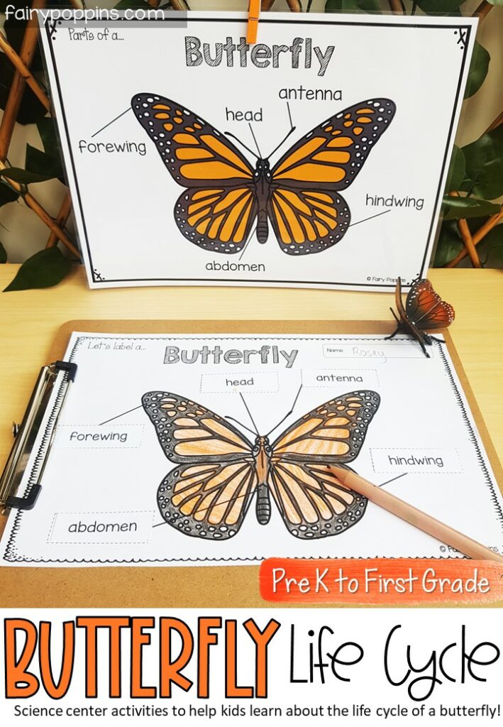 Butterfly Life Cycle Activities - Fairy Poppins