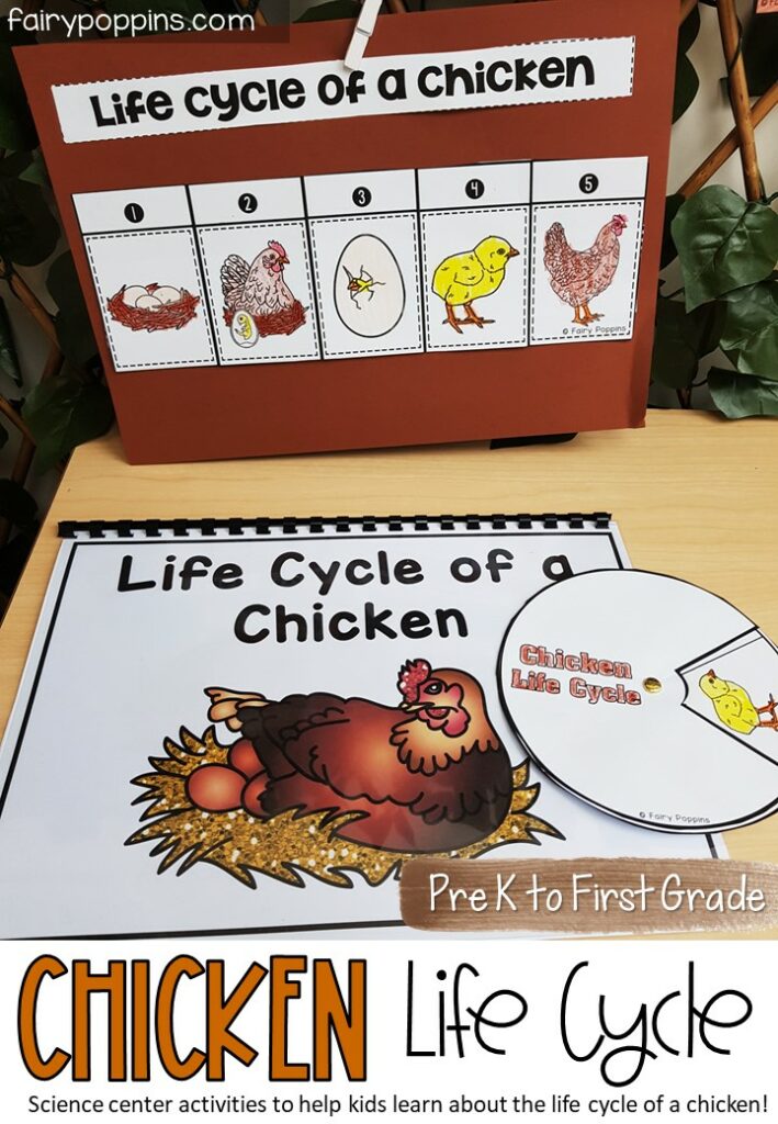 Chicken Life Cycle Activities - Fairy Poppins