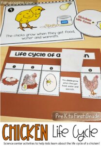Chicken Life Cycle Activities - Fairy Poppins