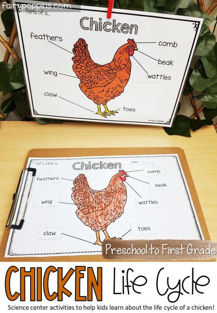 Chicken Life Cycle Activities - Fairy Poppins