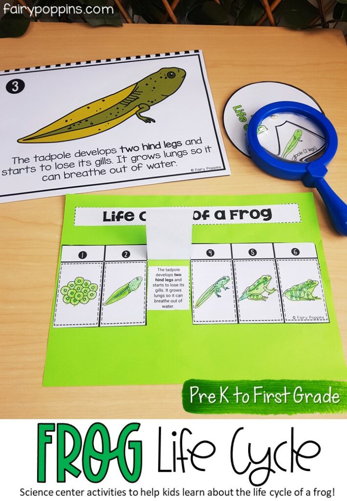 Frog Life Cycle Activities - Fairy Poppins
