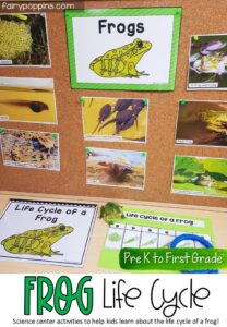 Frog Life Cycle Activities - Fairy Poppins