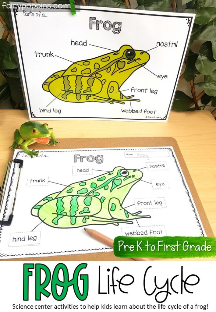 Frog Life Cycle Activities - Fairy Poppins