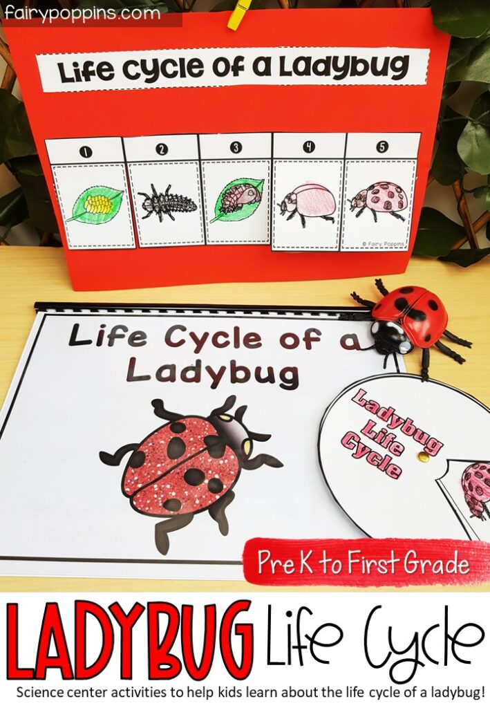 Ladybug Life Cycle Activities - Fairy Poppins