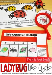 Ladybug Life Cycle Activities - Fairy Poppins