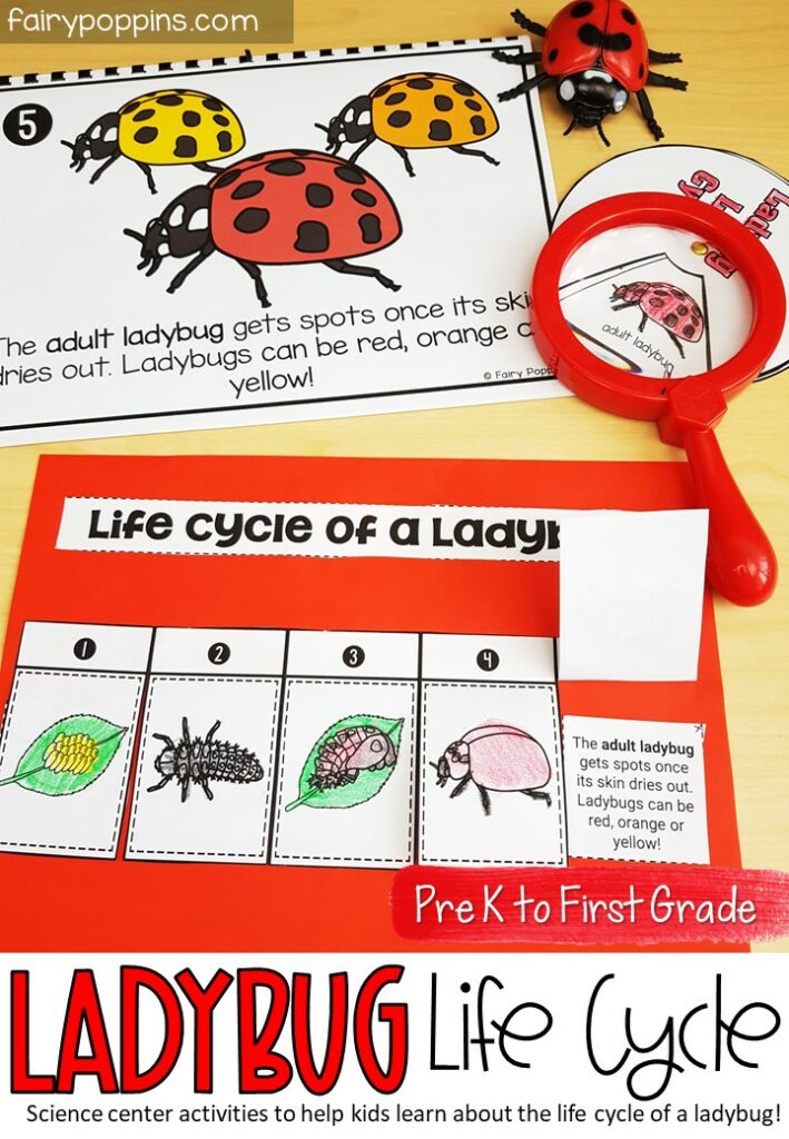 Ladybug Life Cycle Activities - Fairy Poppins