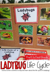Ladybug Life Cycle Activities - Fairy Poppins