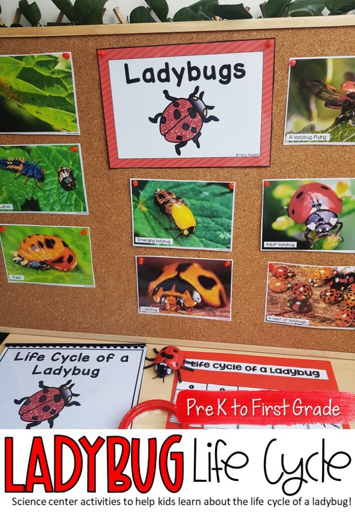 Ladybug Life Cycle Activities - Fairy Poppins