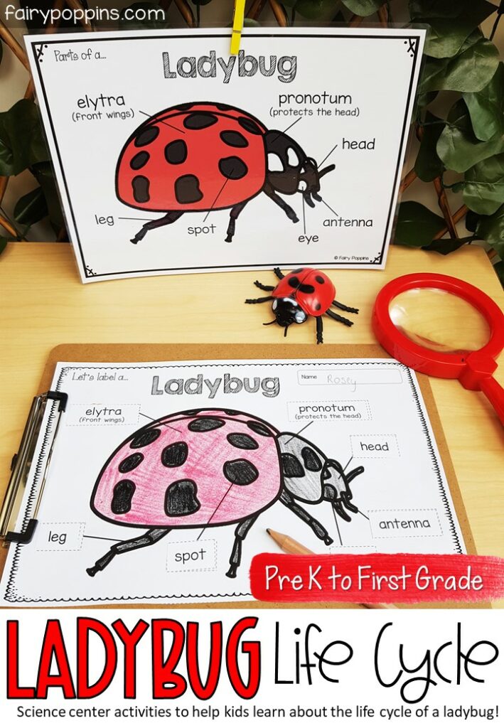 Ladybug Life Cycle Activities - Fairy Poppins