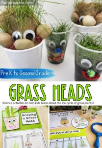 How to Make Grass Heads to Teach Plant Life Cycles - Fairy Poppins