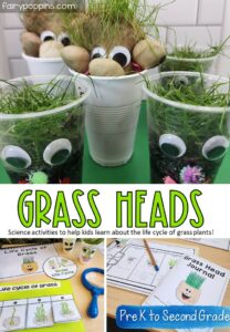 How to Make Grass Heads to Teach Plant Life Cycles - Fairy Poppins
