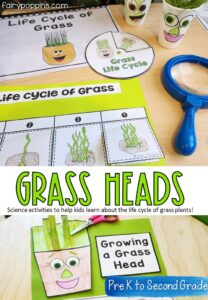 How to Make Grass Heads to Teach Plant Life Cycles - Fairy Poppins