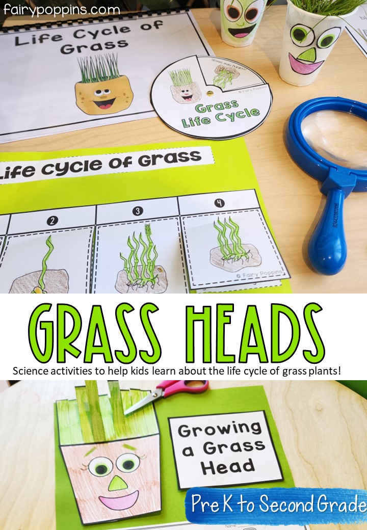 How to Make Grass Heads to Teach Plant Life Cycles - Fairy Poppins