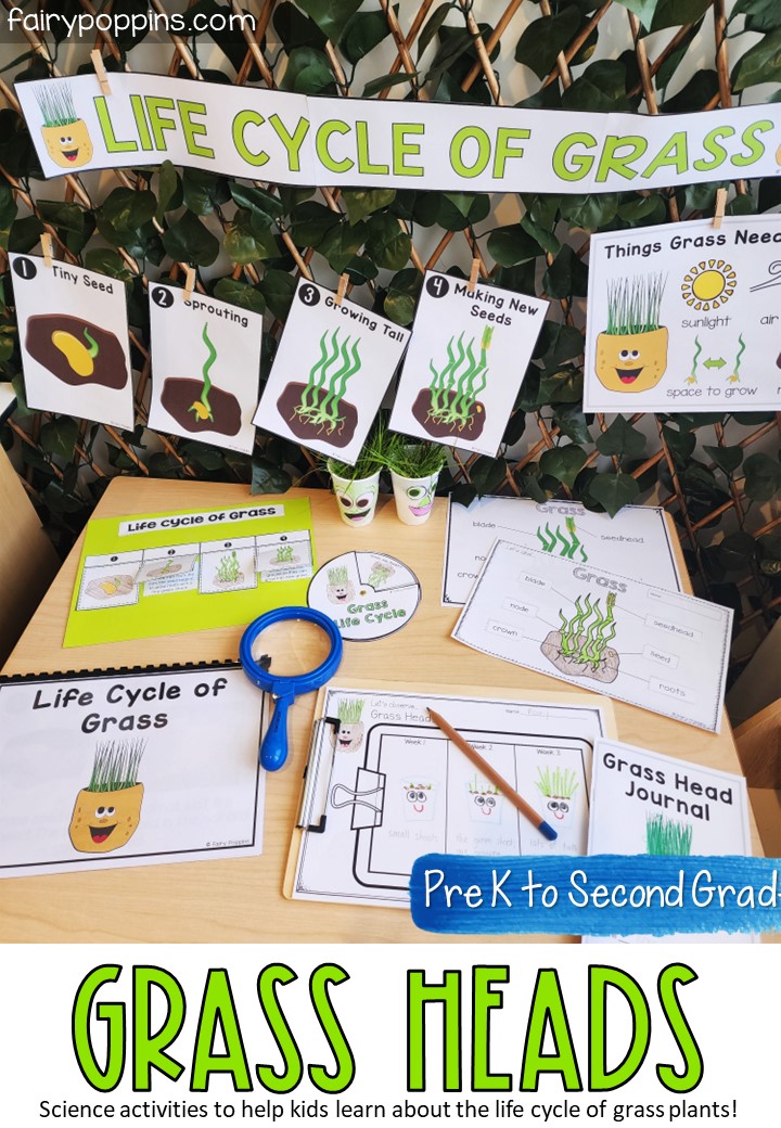 How to Make Grass Heads to Teach Plant Life Cycles - Fairy Poppins