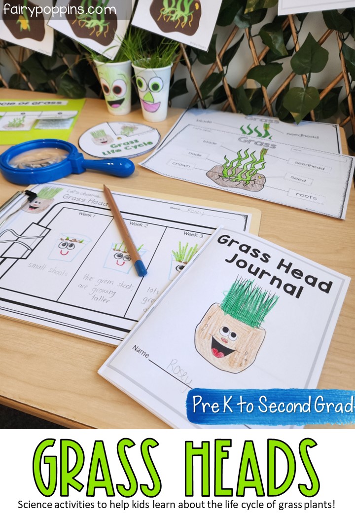 How to Make Grass Heads to Teach Plant Life Cycles - Fairy Poppins
